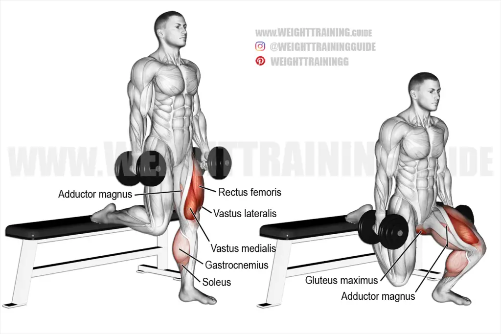 Dumbbell Bulgarian split squat guide and video | Weight Training Guide Dumbbell Bulgarian split squat guide and video | Weight Training Guide