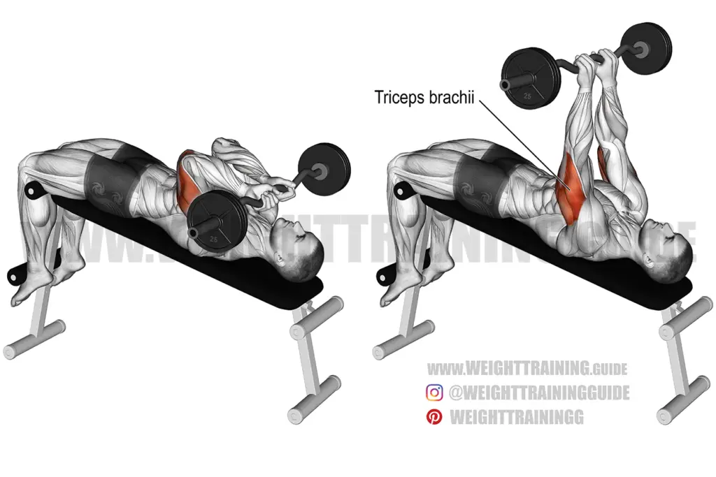 Decline Ez Bar Skull Crusher Instructions And Video Weight Training Guide