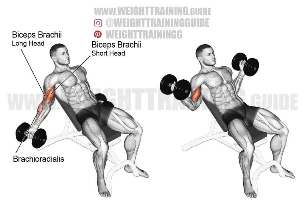 Incline dumbbell inner-biceps curl exercise instructions and video Incline dumbbell inner-biceps curl exercise instructions and video